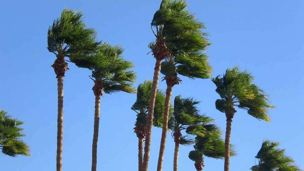 Wicked Southland winds leave toppled trees, some powerless - MyNewsLA.com