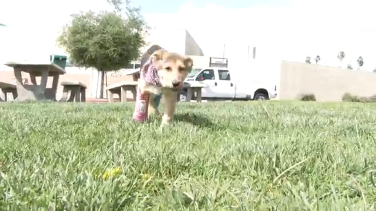 Alison McBeth-Featherstone Elected President of LAAS Board - MyNewsLA.com