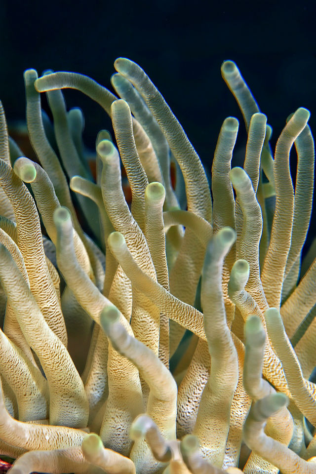 Coral smuggling charges: Hide 'em for aquariums in potato chip cans ...