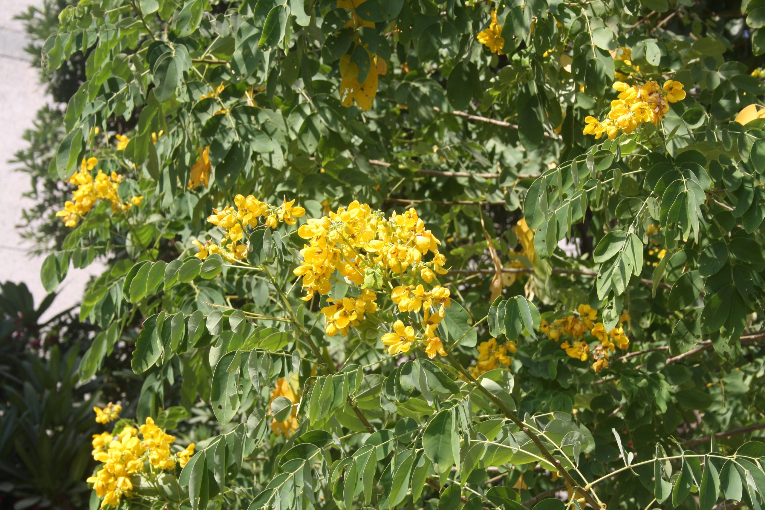 Indio Receives $30K to Plant Drought-Resistant Trees - MyNewsLA.com