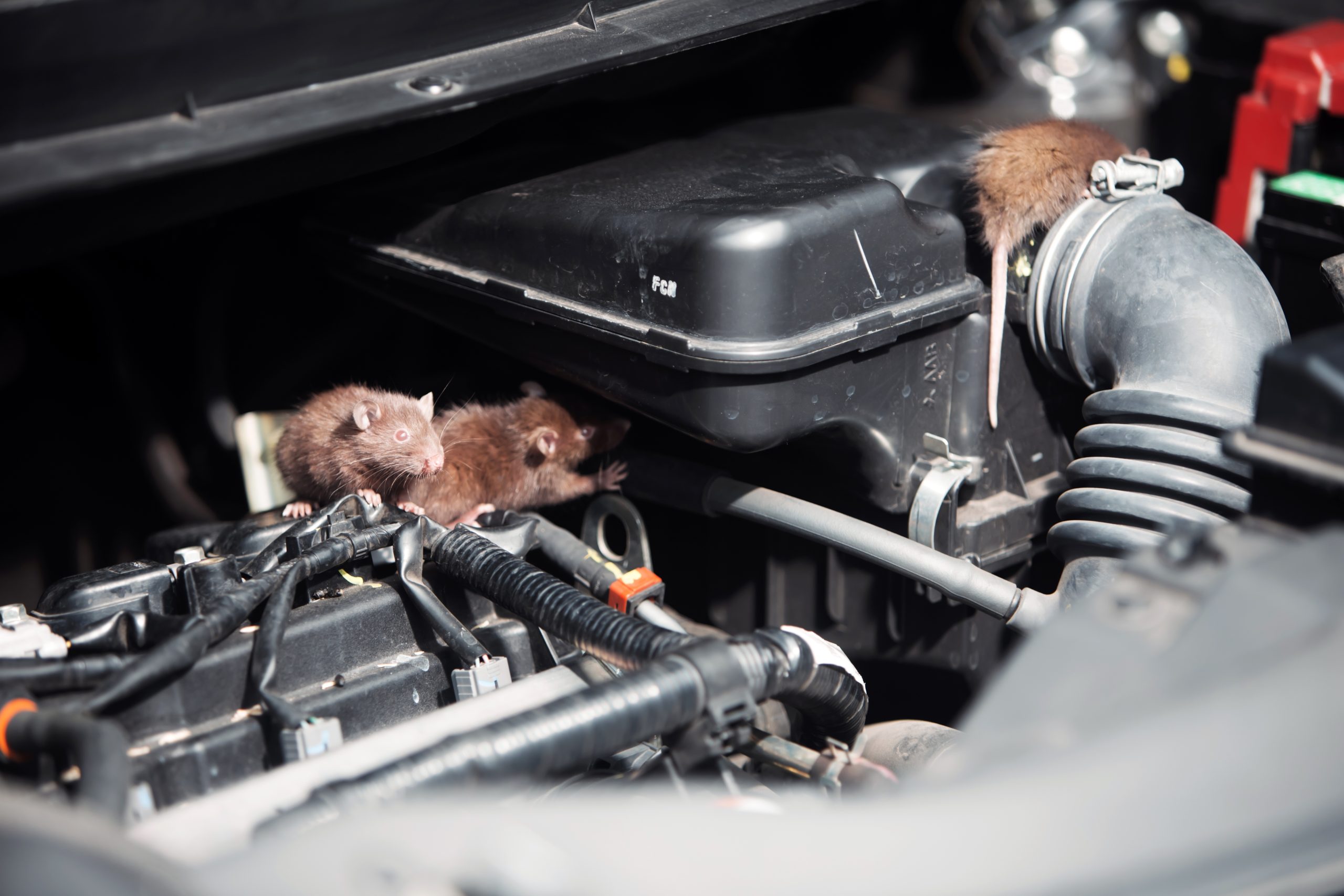 Car Dealer Sues Insurer for Rodent Damage - MyNewsLA.com