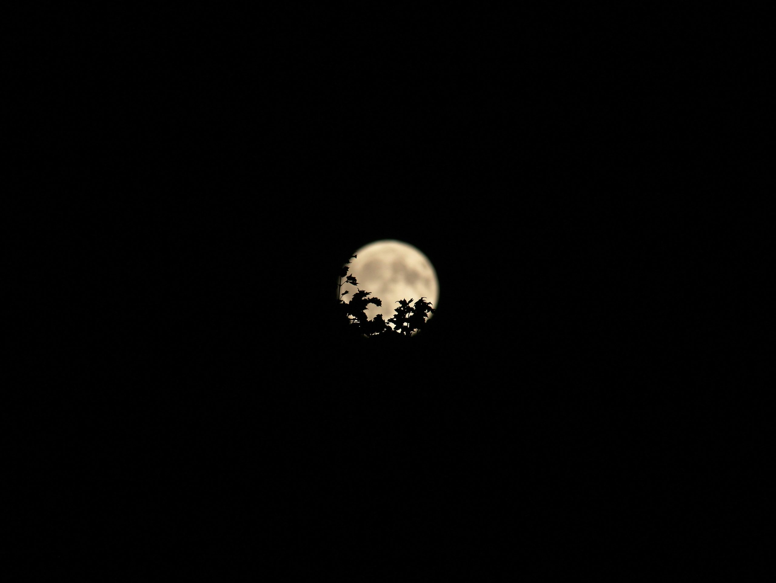 Venus to Disappear Behind Moon Wednesday - MyNewsLA.com