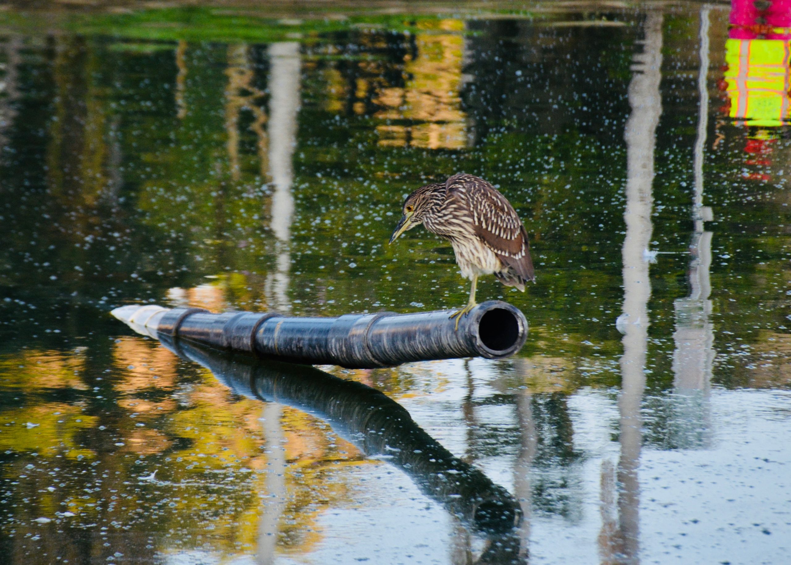 Medical Examiner ID Man Pulled from Reseda Lake - MyNewsLA.com