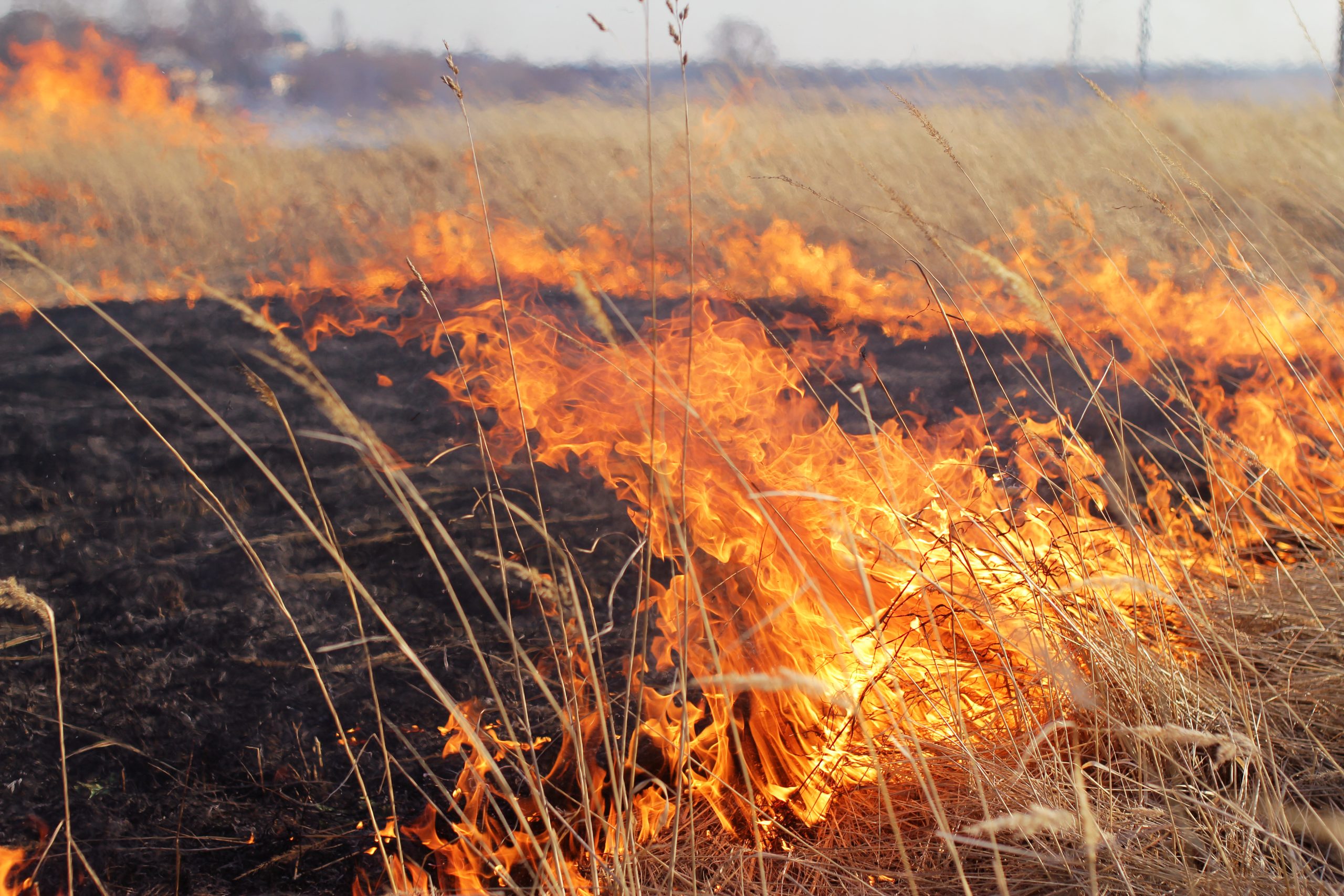 Corona Areas Brush Fire Scorches About Two Acres - MyNewsLA.com