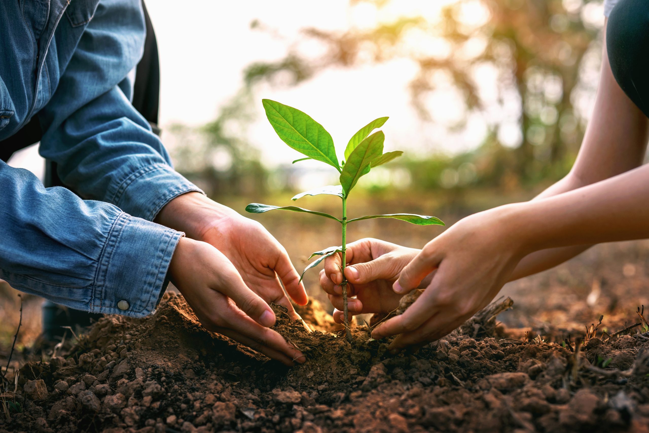 Palisades Students to Plant Wildfire Recovery Tree Nursery - MyNewsLA.com