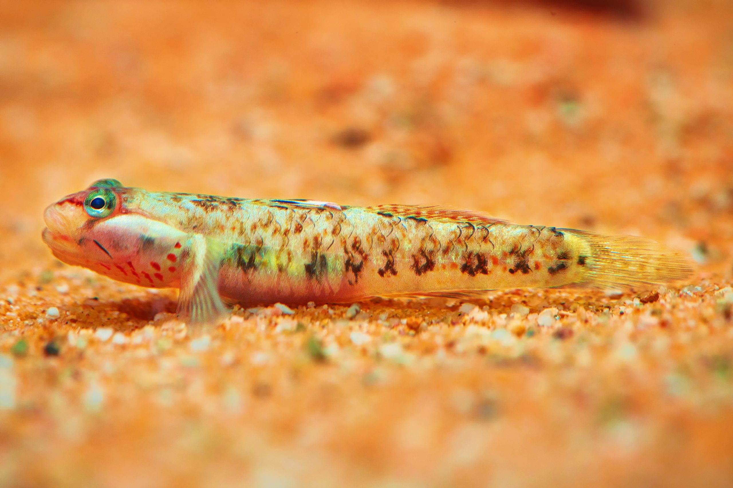Heal the Bay, Aquarium Release Rehabbed Goby Fish Back to Topanga ...