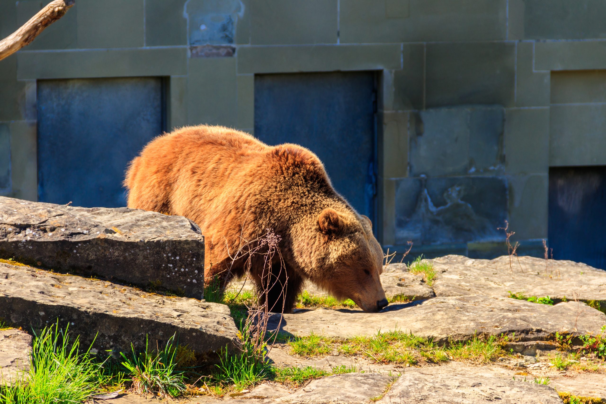 Bear, Potentially The Same House-Crasher, Takes Up Residence in Second ...