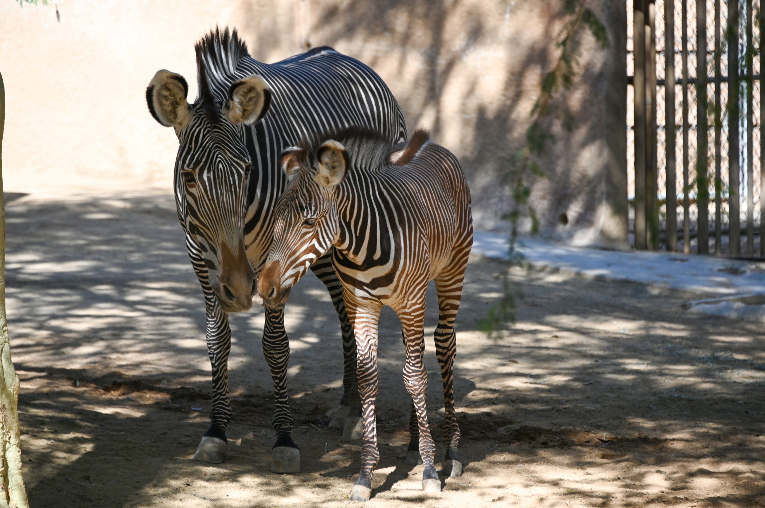LA Zoo Welcomes Newborn Zebra Foal - MyNewsLA.com