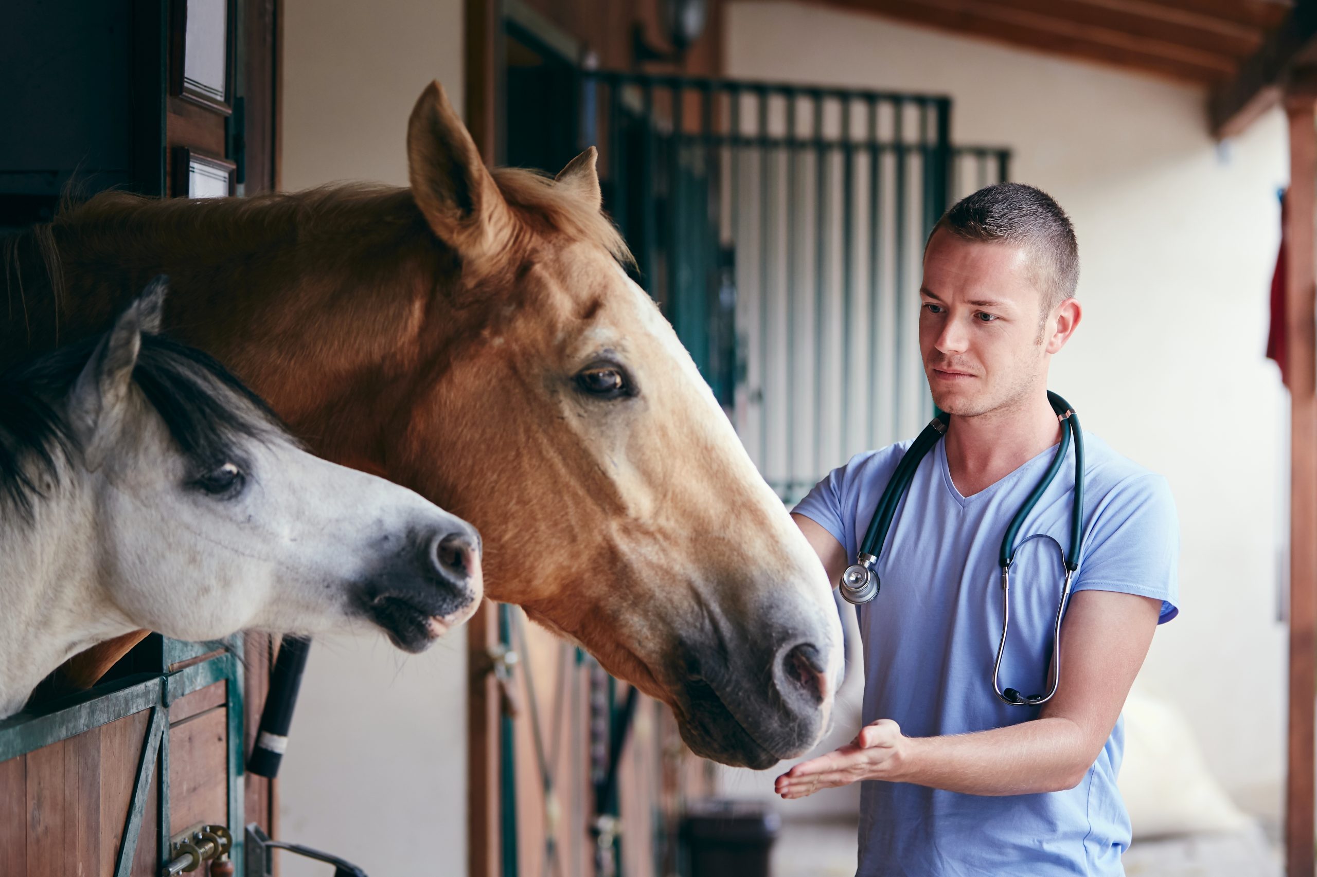 2 More Horses Die From Racing Injuries at Los Alamitos - MyNewsLA.com
